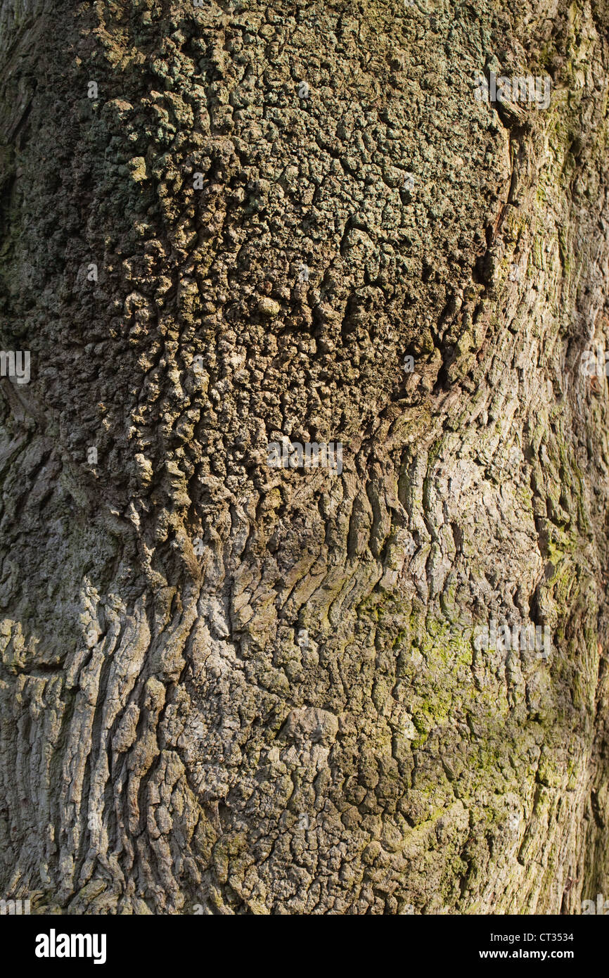 English or Pedunculate Oak (Quercus robur). Fissured bark of a younger ...