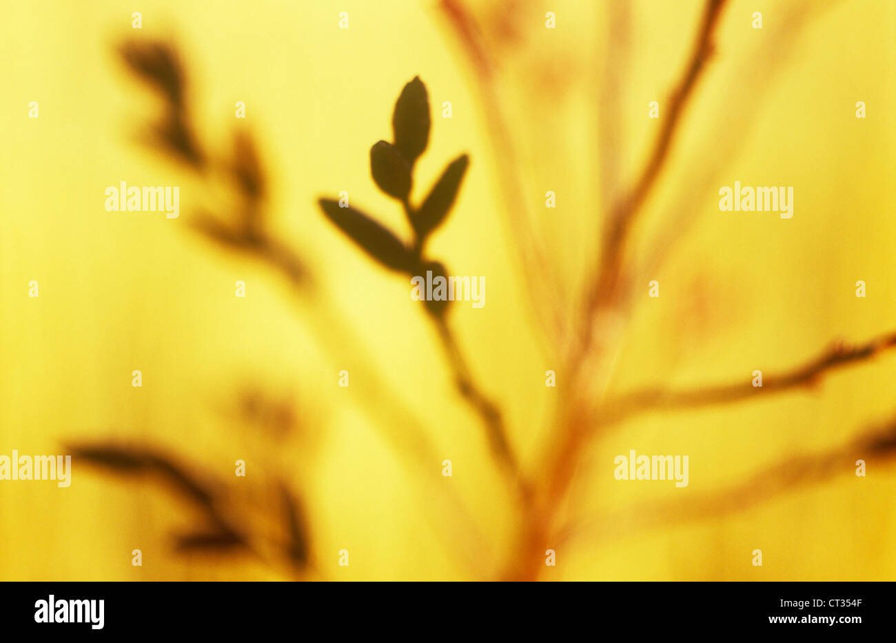 Myrica gale, Bog myrtle Stock Photo - Alamy Myrica gale, Bog myrtle Stock Photo - Alamy