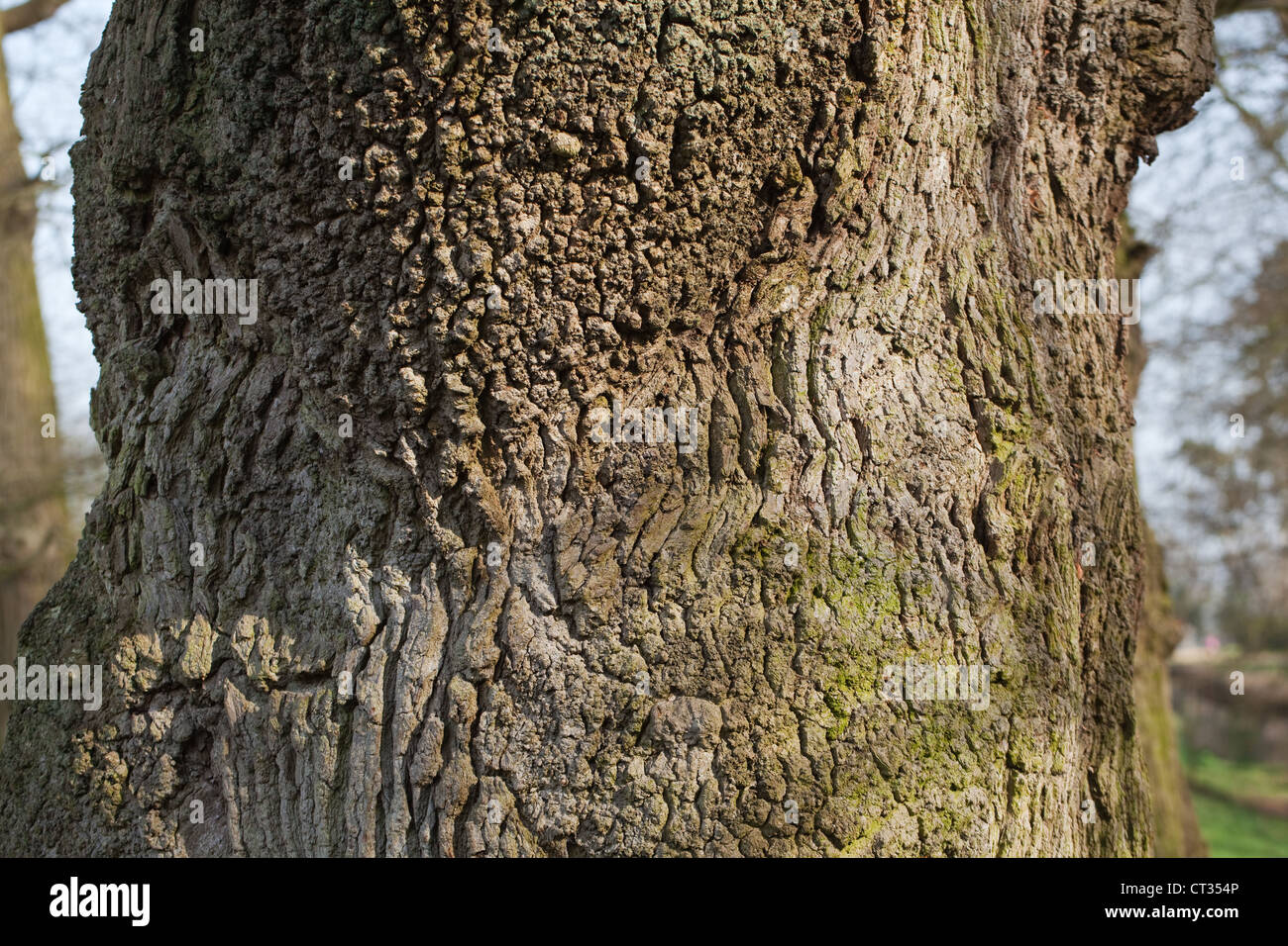 Bark Fissured Oak Tree High Resolution Stock Photography and Images - Alamy