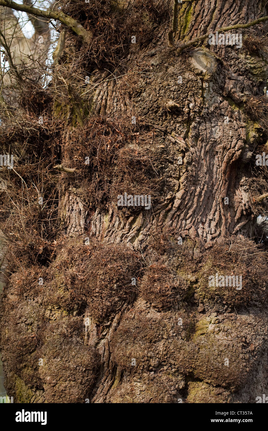 English or Pedunculate Oak (Quercus robur). Fissured bark of a mature ...