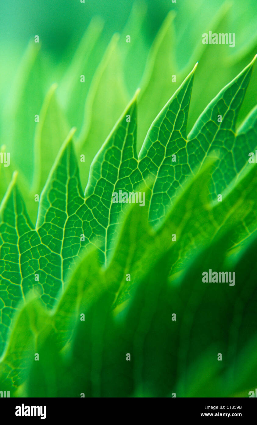 Melianthus major, Honey bush Stock Photo - Alamy