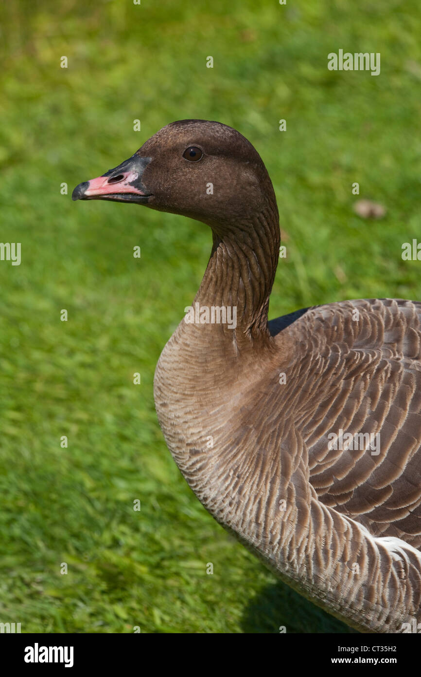 Pink-footed Goose (Anser brachyrhynchus). Has a pink and black bill ...