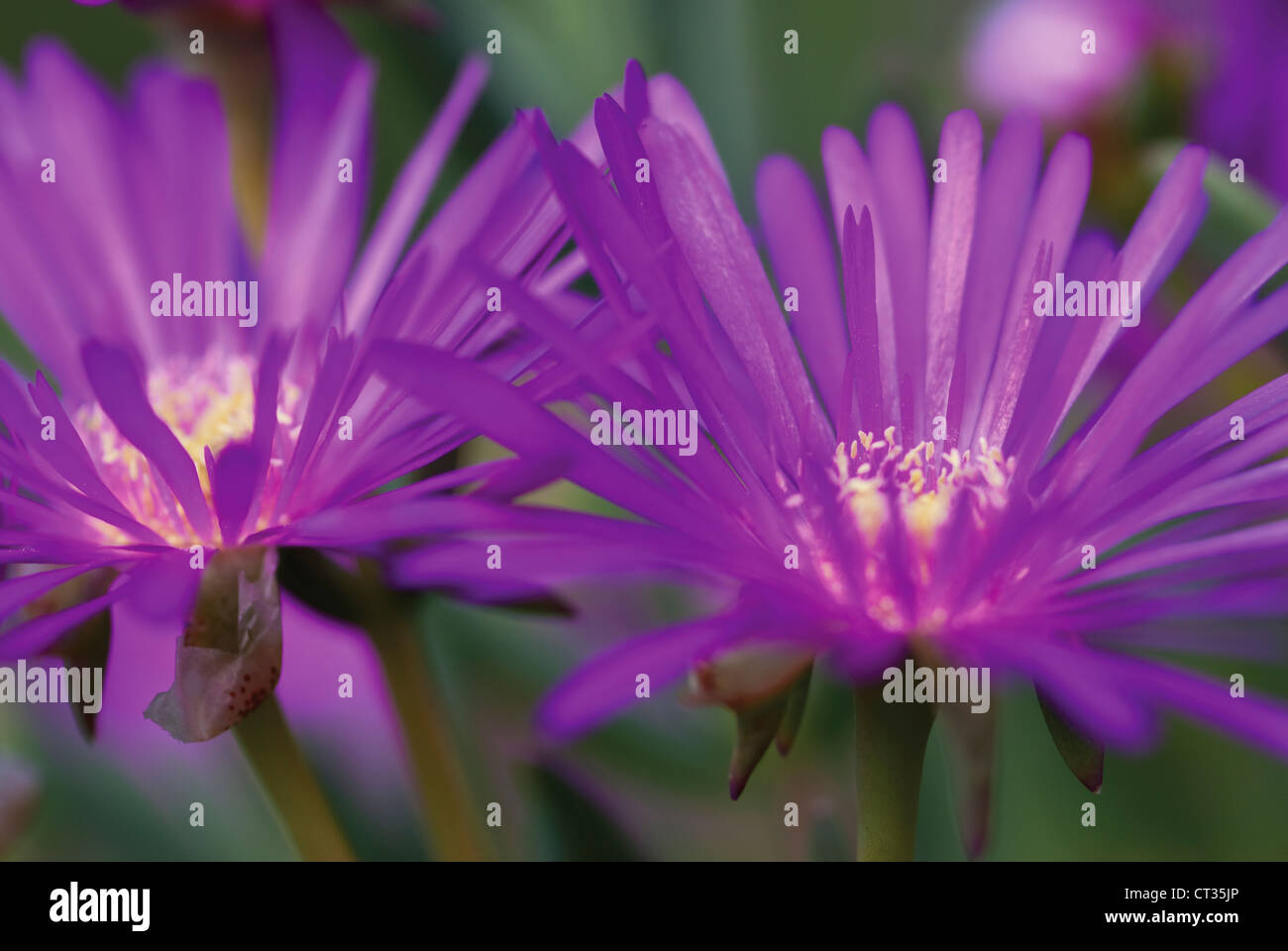 Aster shaped flowers hi-res stock photography and images - Alamy