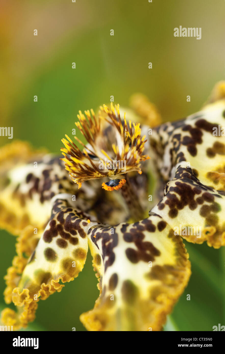 Singular flower hi-res stock photography and images - Alamy