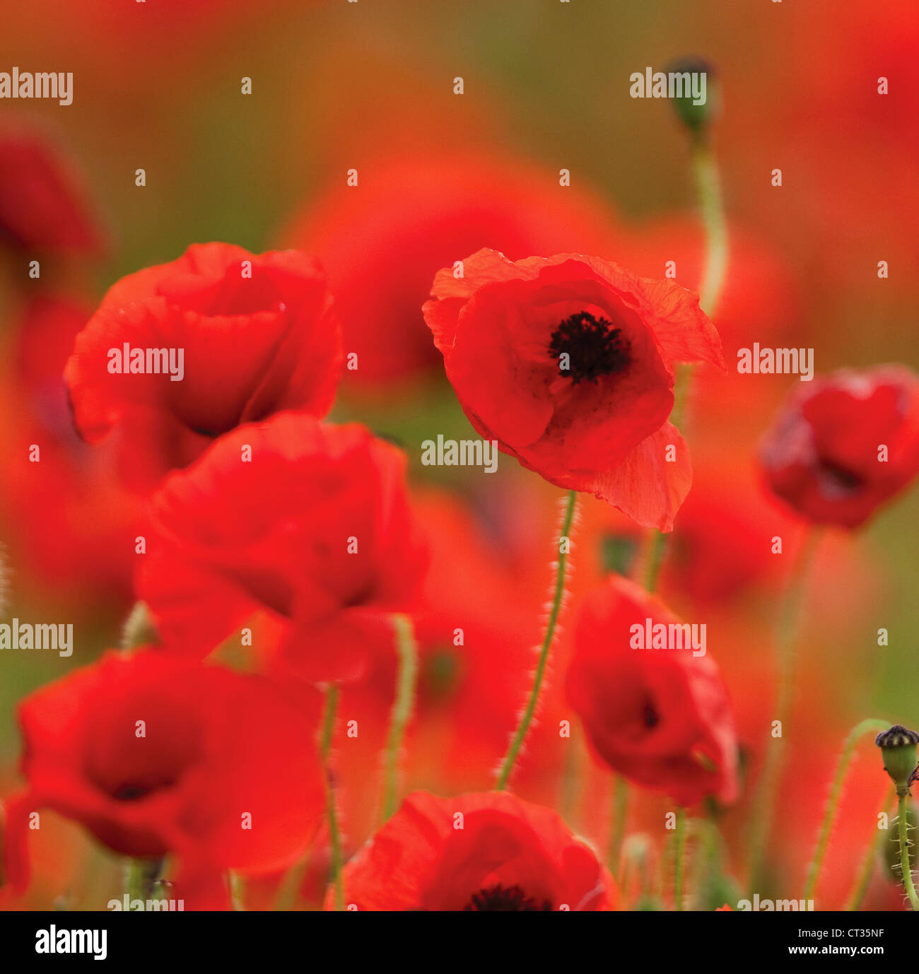 Poppy field hi-res stock photography and images - Alamy
