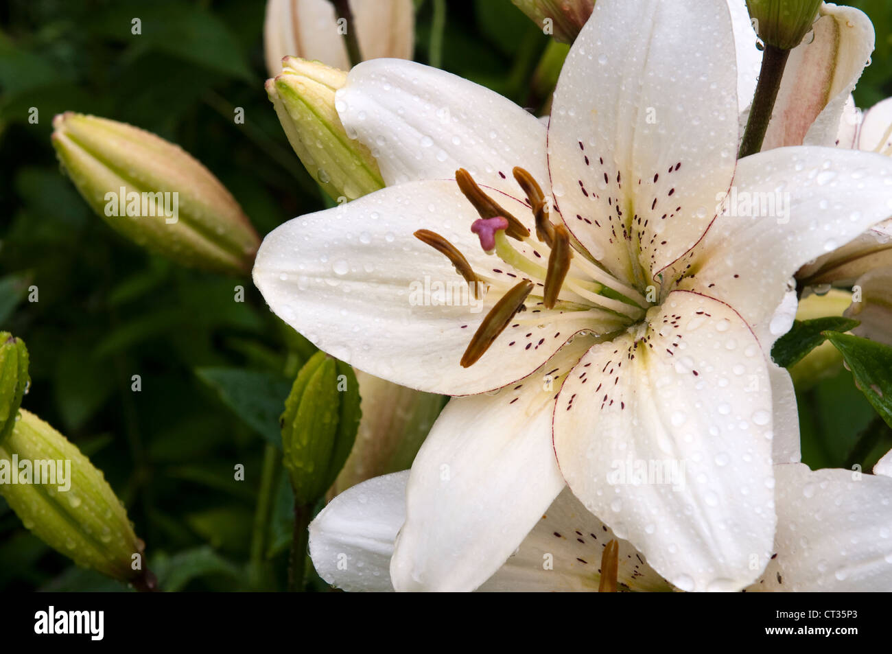 A lily growing in a English garden Stock Photo - Alamy