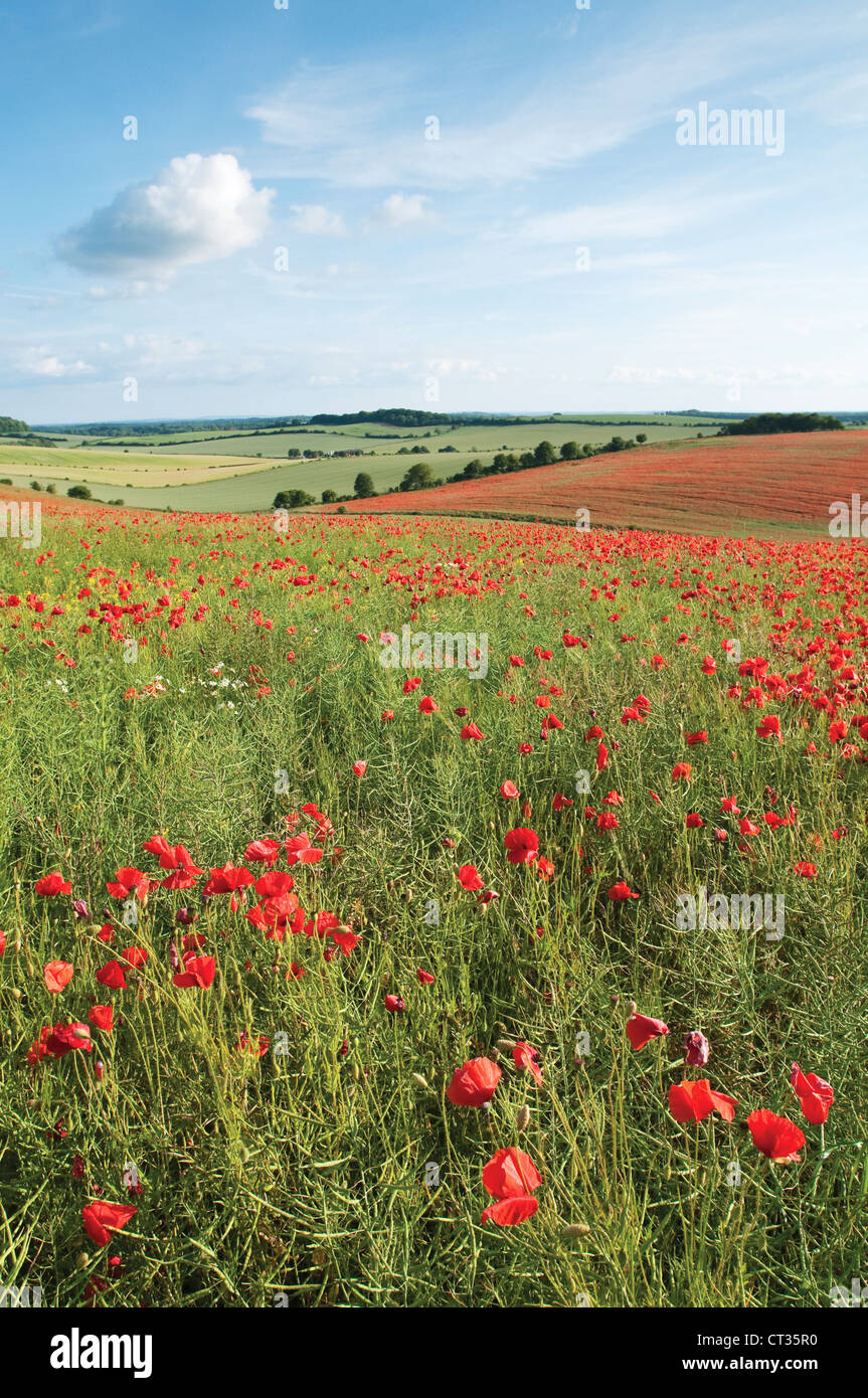 Poppy field hi-res stock photography and images - Alamy