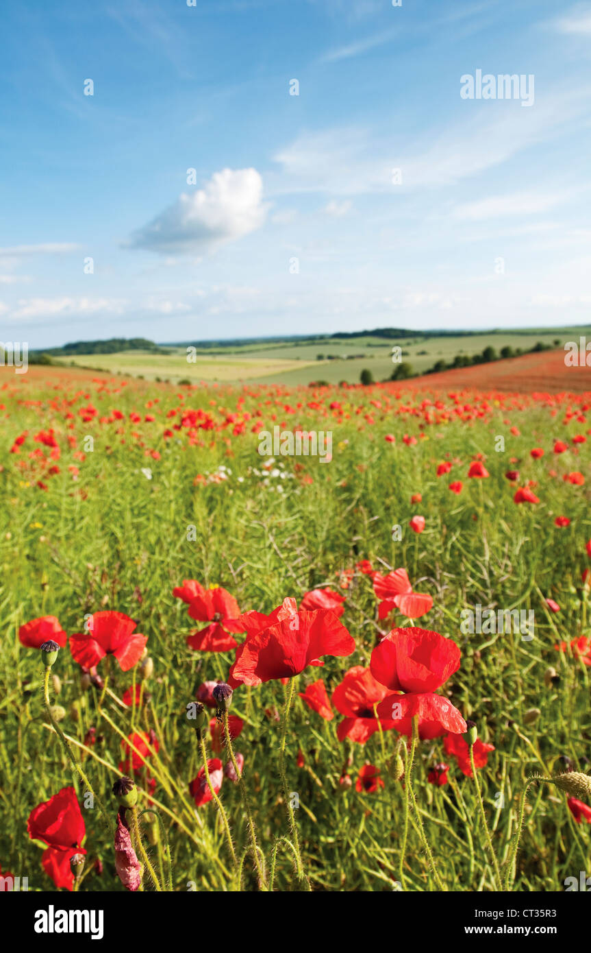 Papaver rhoeas, Poppy field Stock Photo - Alamy