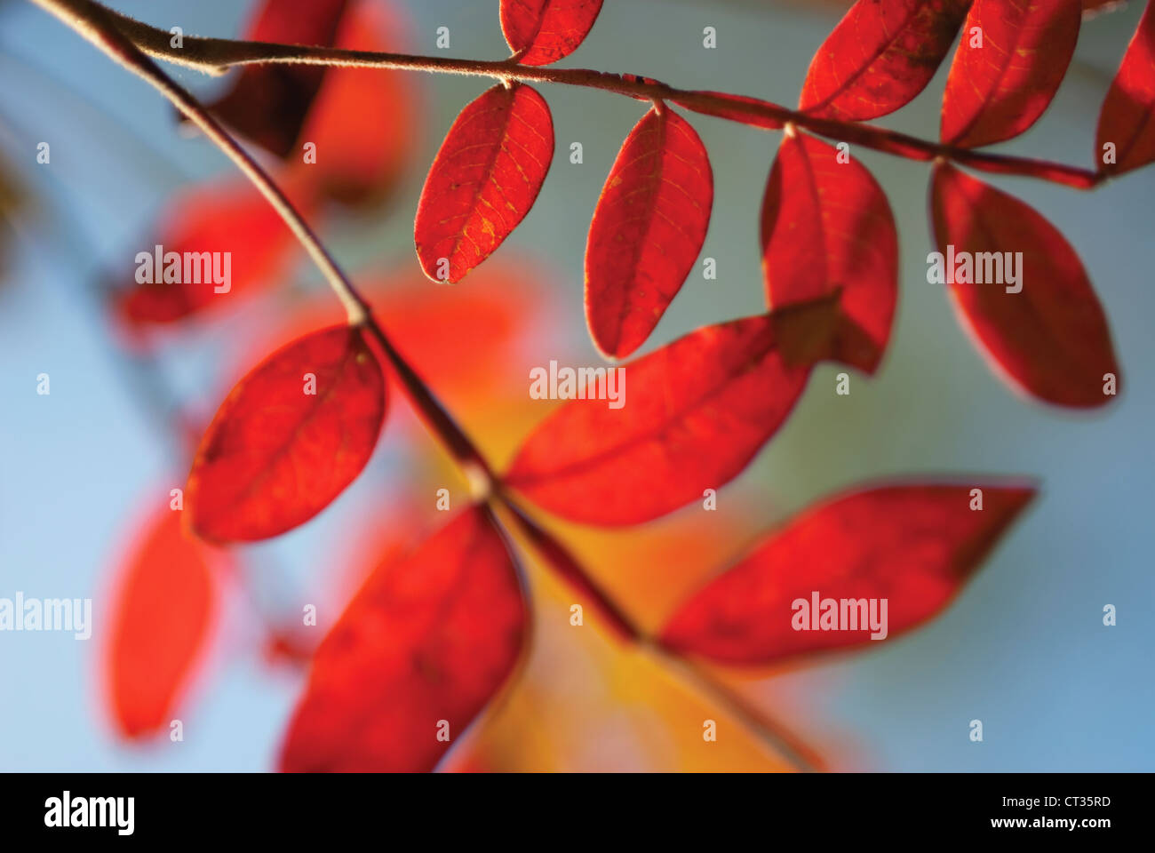 Magnified leaf hi-res stock photography and images - Alamy