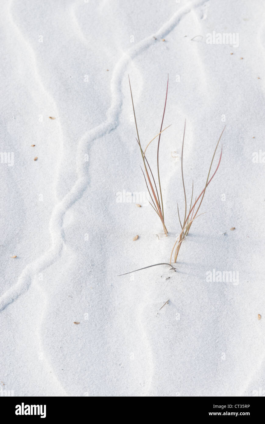 Weird grass hi-res stock photography and images - Alamy