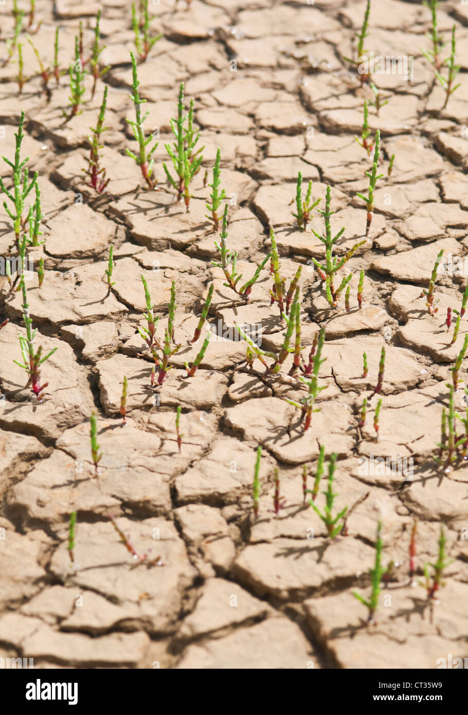 Crithmum maritimum, Samphire Stock Photo - Alamy