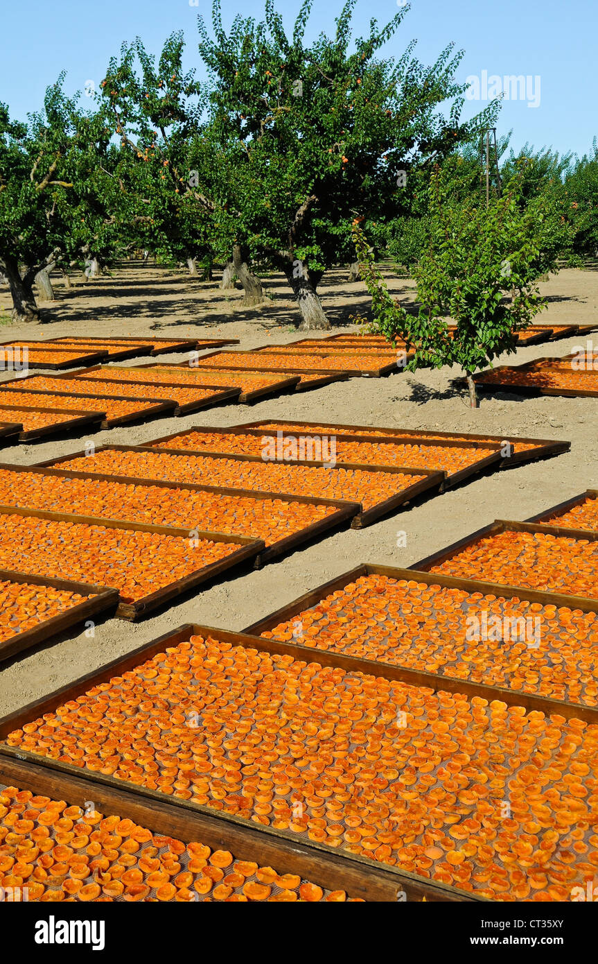 Apricot Drying Yard Stock Photo - Alamy