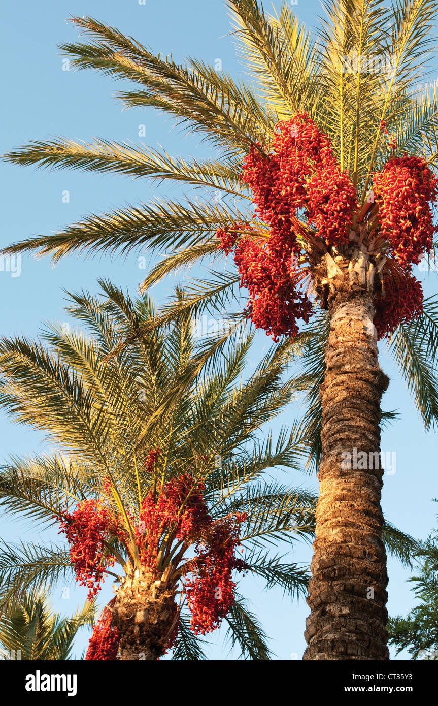 Phoenix, Palm, Date palm Stock Photo - Alamy