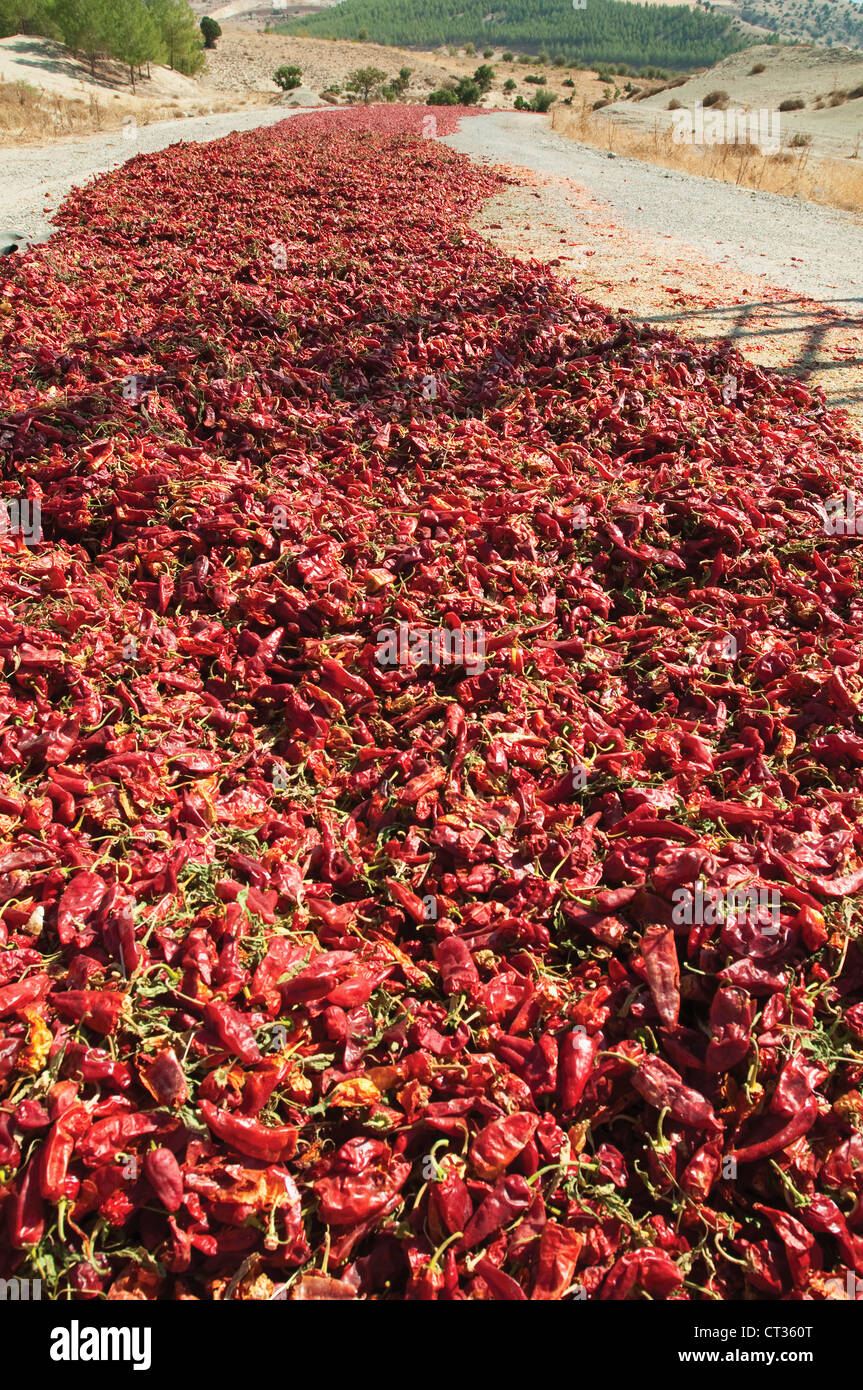 Capsicum annuum group hi-res stock photography and images - Alamy