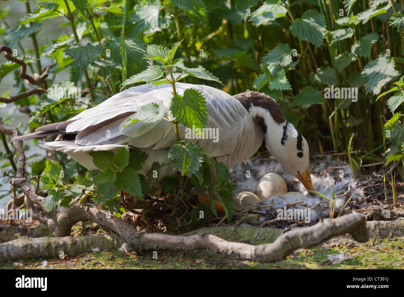 Bar-headed Goose (Anser indicus). Female returning to nest uncovering ...
