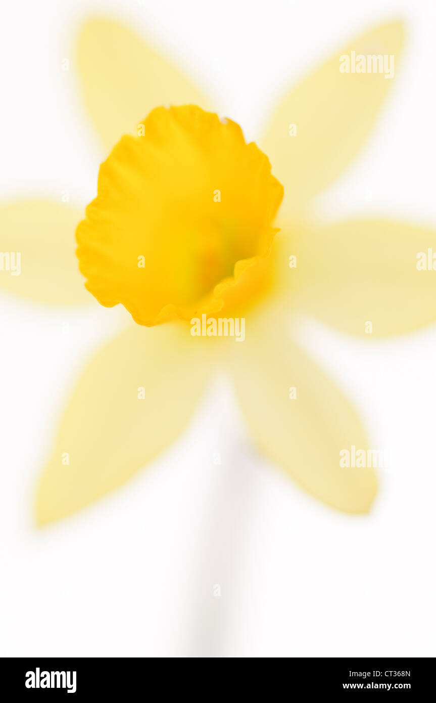 Side view of yellow and white daffodil hi-res stock photography and ...