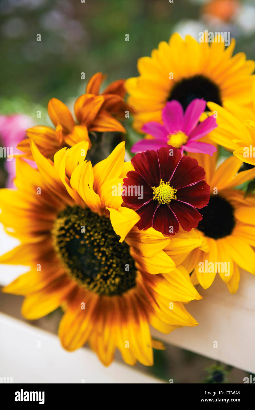 Helianthus sunflower hi-res stock photography and images - Alamy