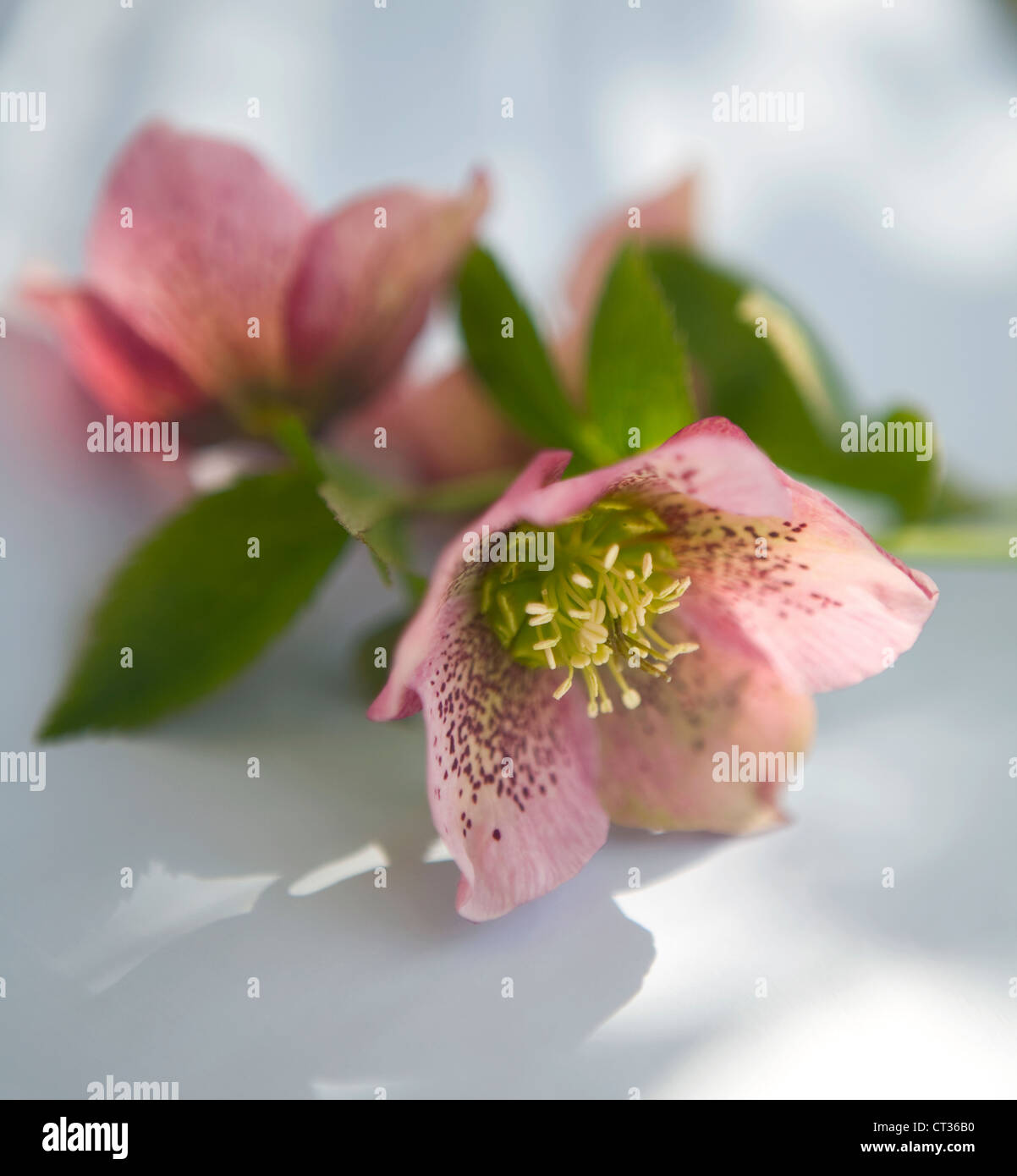 Open hellebore flower hi-res stock photography and images - Alamy