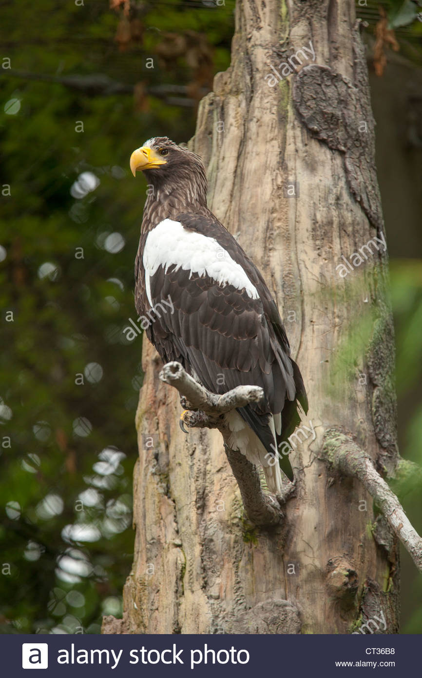 Eagle Zoo High Resolution Stock Photography and Images - Alamy