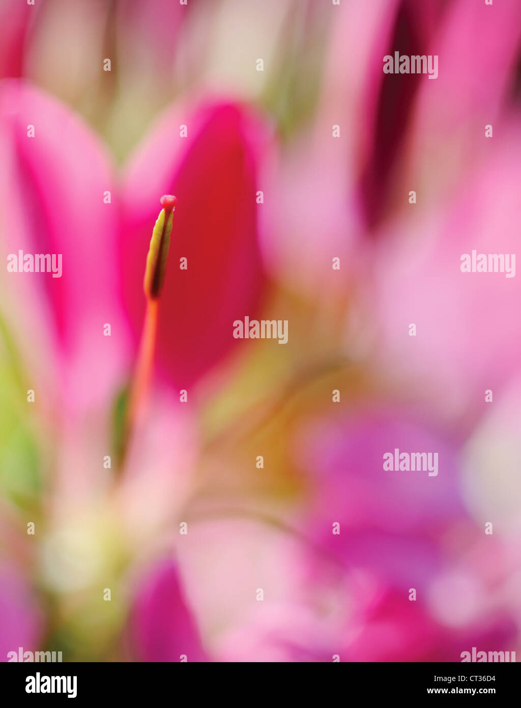 Cleome hassleriana, Spider flower, Cleome Stock Photo - Alamy