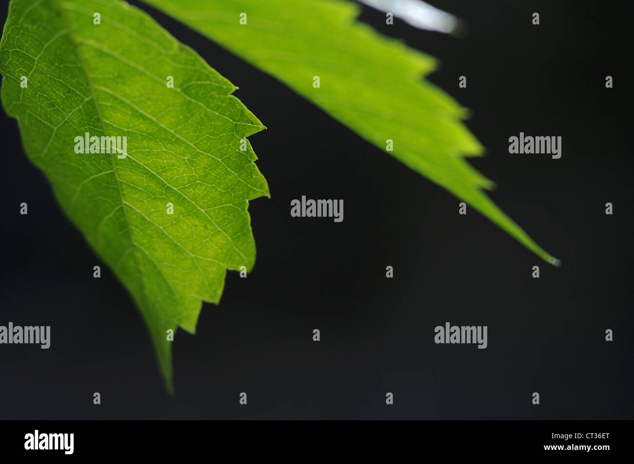 Leaves in summer Stock Photo - Alamy