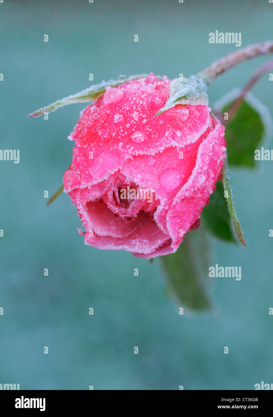 Rose plan view hi-res stock photography and images - Alamy