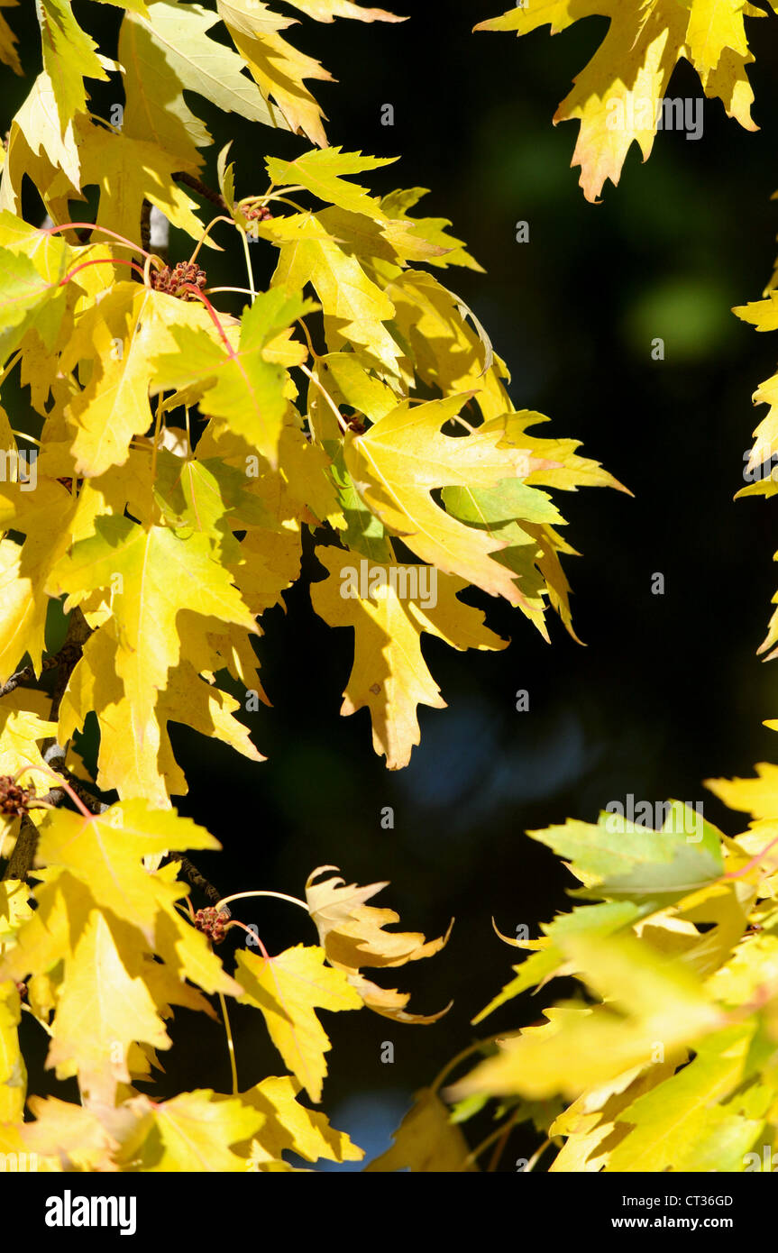 maple tree in fall Stock Photo - Alamy