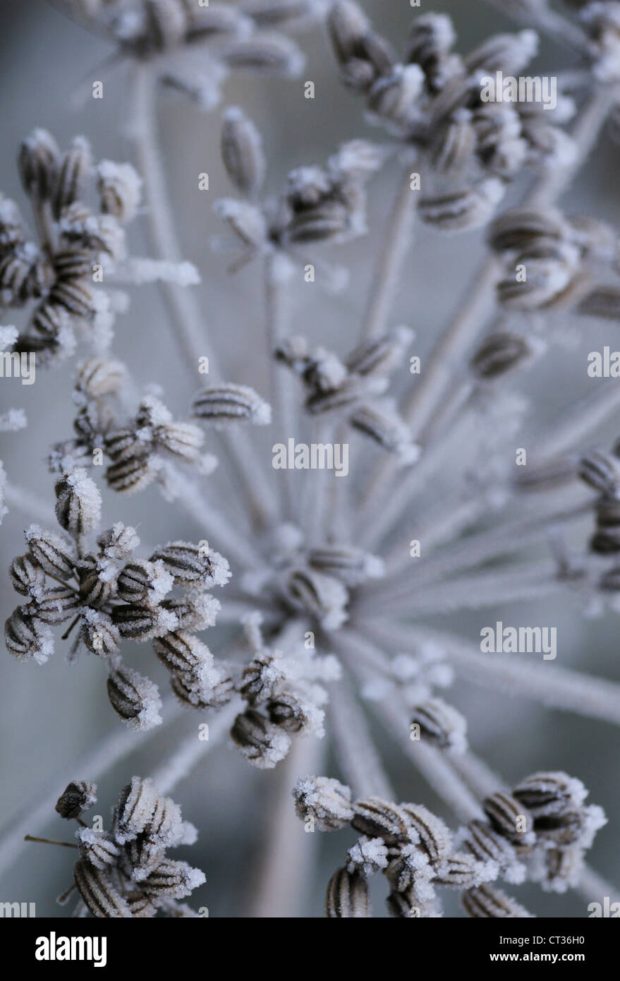 Foeniculum vulgare, Fennel Stock Photo - Alamy