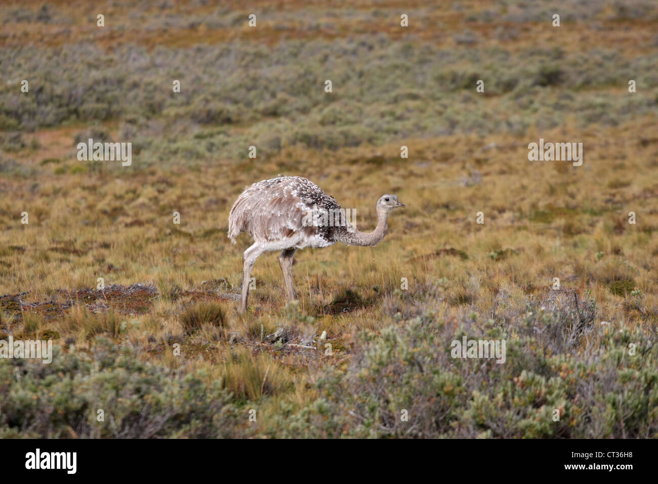 Lesser rhea hi-res stock photography and images - Alamy