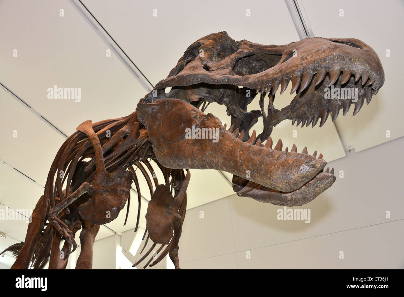 This is an image of the Tyrannosaurus Rex at the Royal Ontario Museum ...