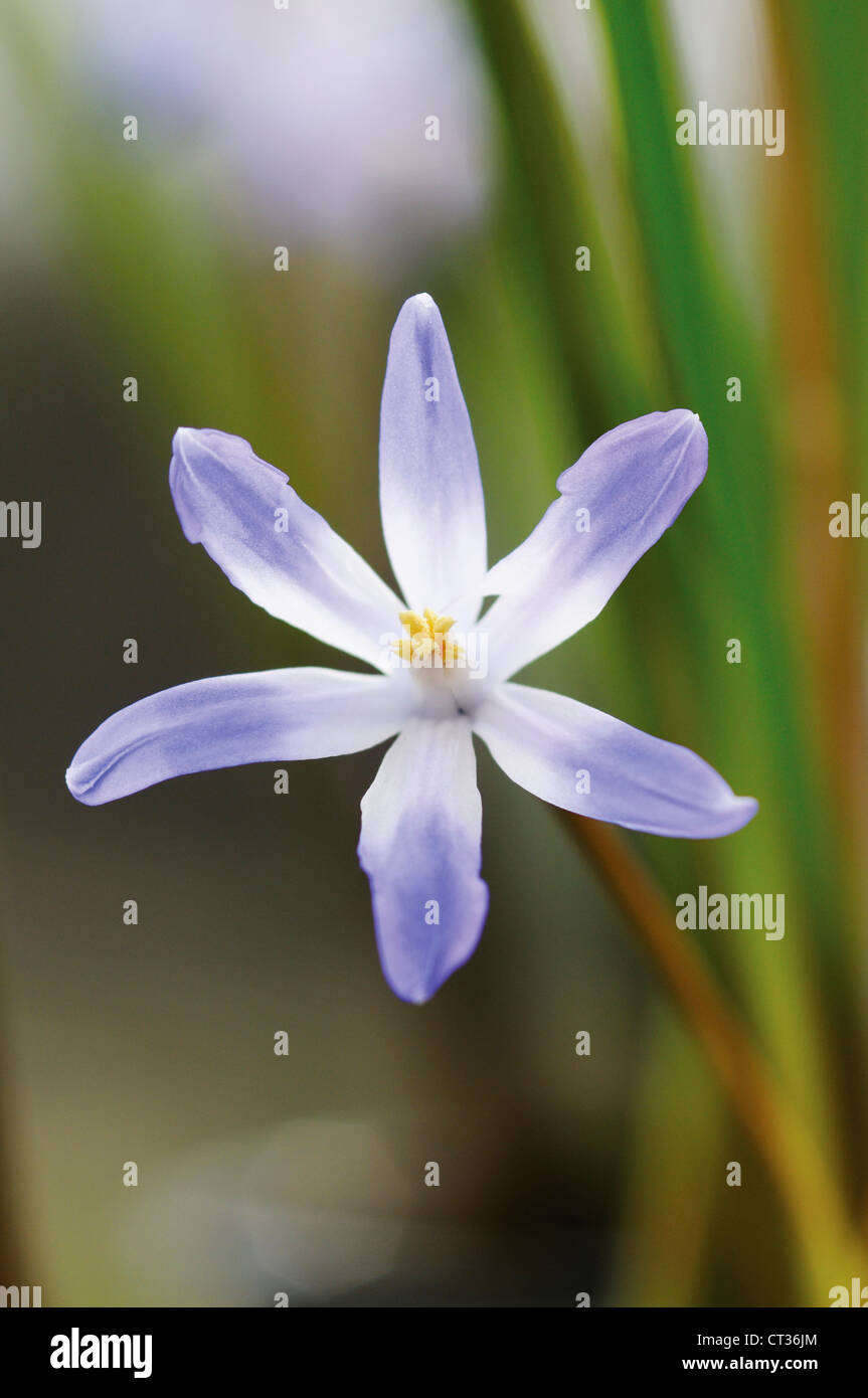 Chionodoxa bulb hi-res stock photography and images - Alamy