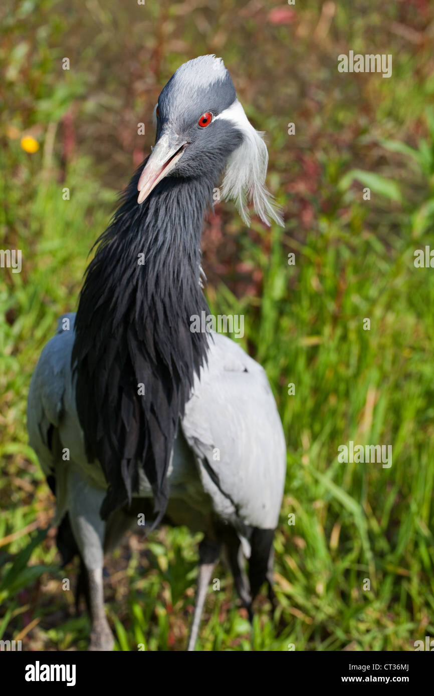 Demoiselle Crane (Anthropoides virgo). Female standing over the nest in ...