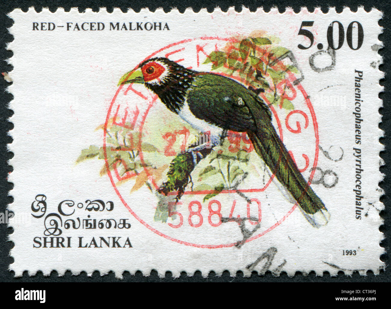 A stamp printed in the Sri Lanka, depicts a bird Red-faced Malkoha ...