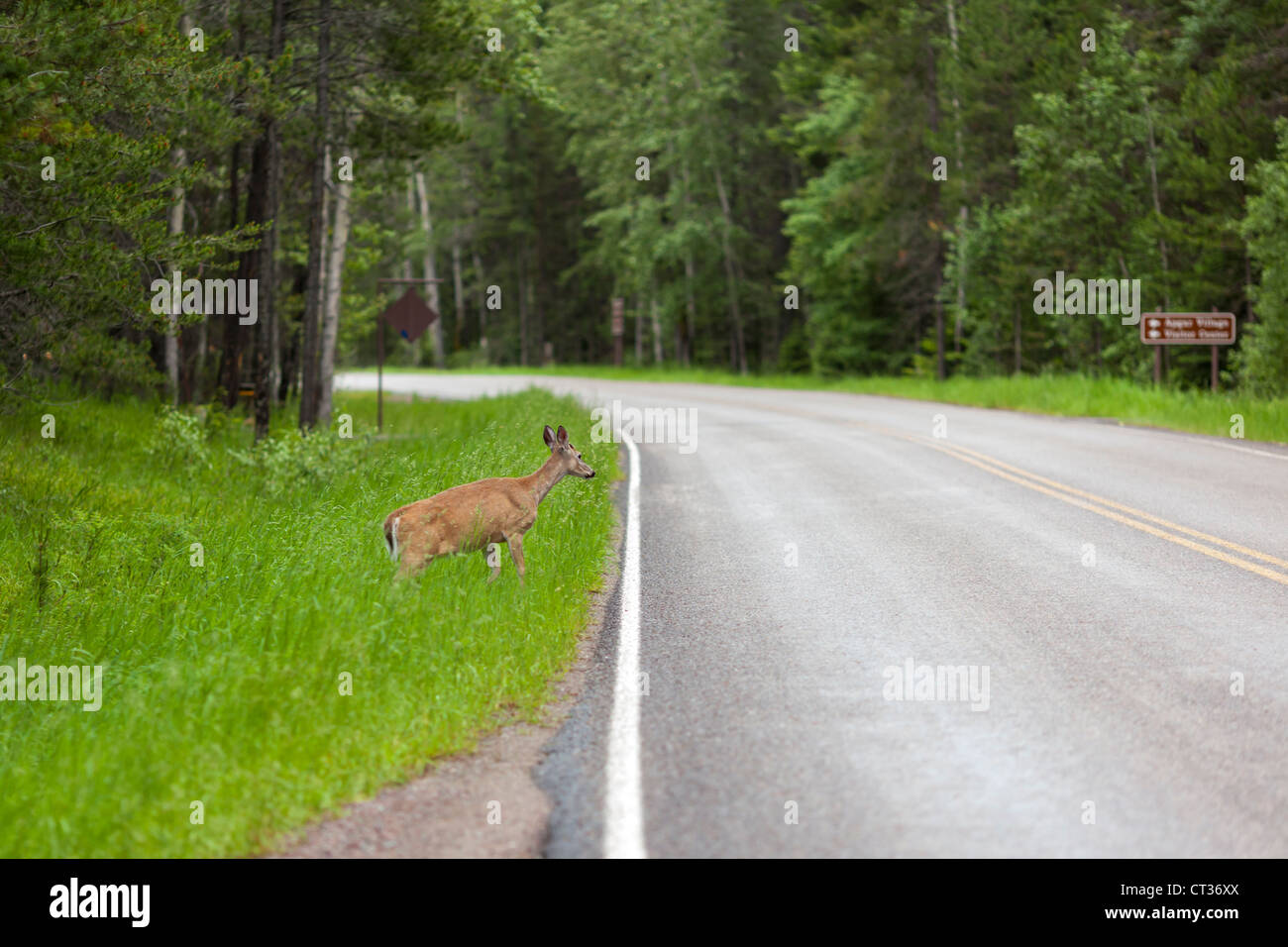 A young deer prepares to cross the road around a blind curve along a ...