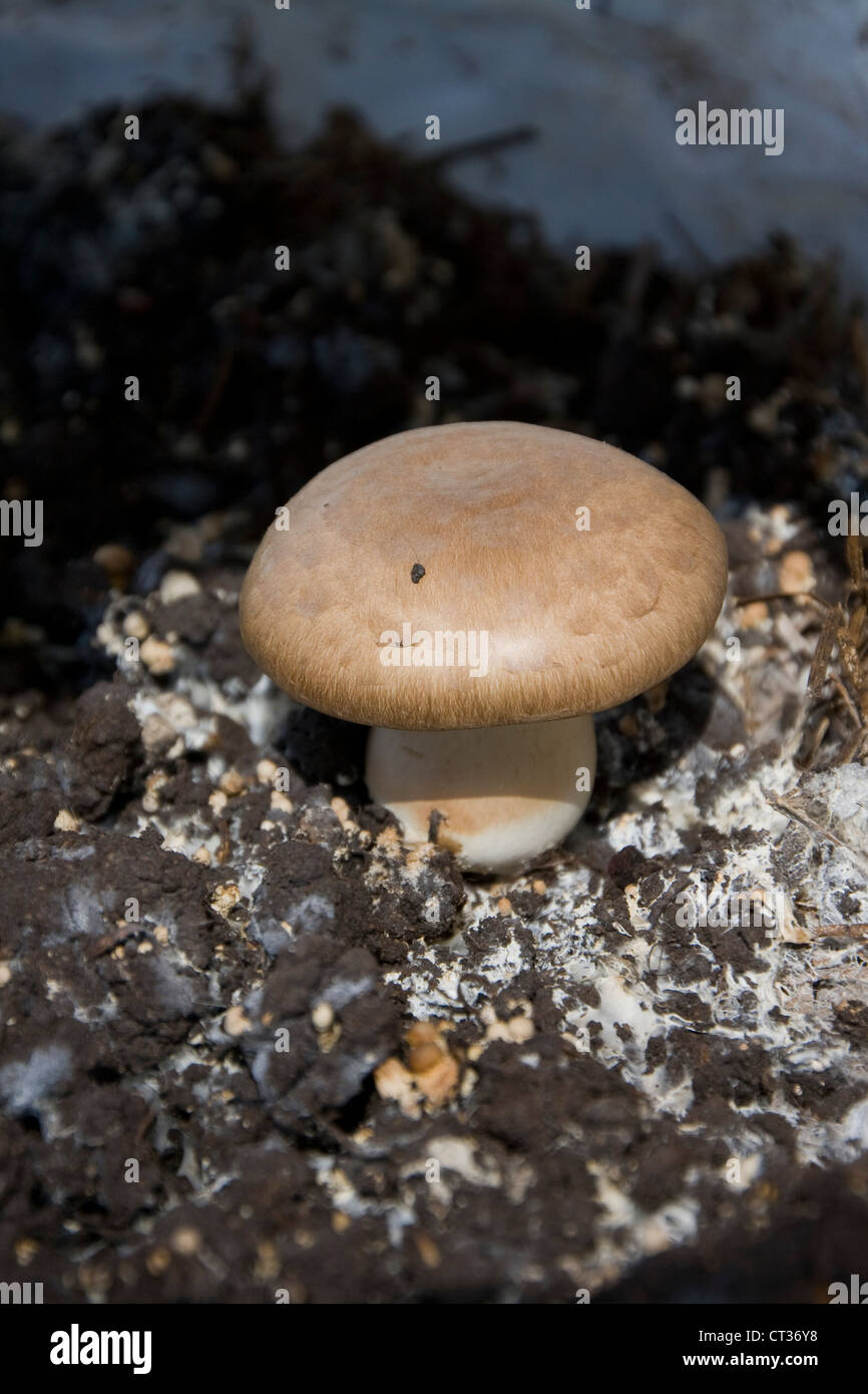 Swiss brown mushroom hi-res stock photography and images - Alamy