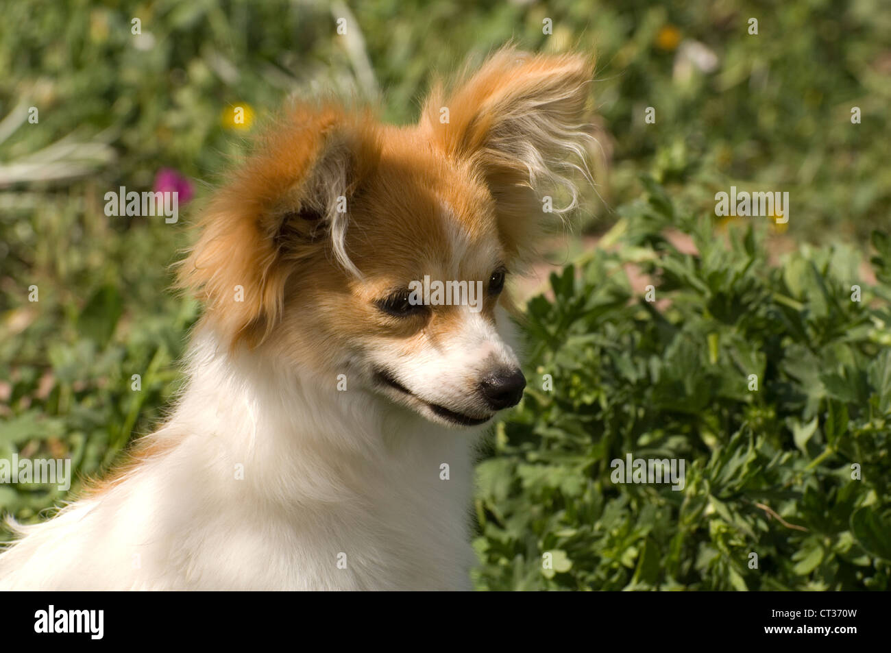 Papillon butterfly dog hi-res stock photography and images - Alamy