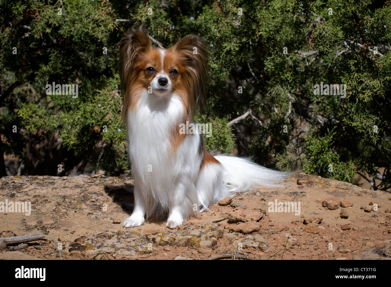 Papillon hi-res stock photography and images - Alamy