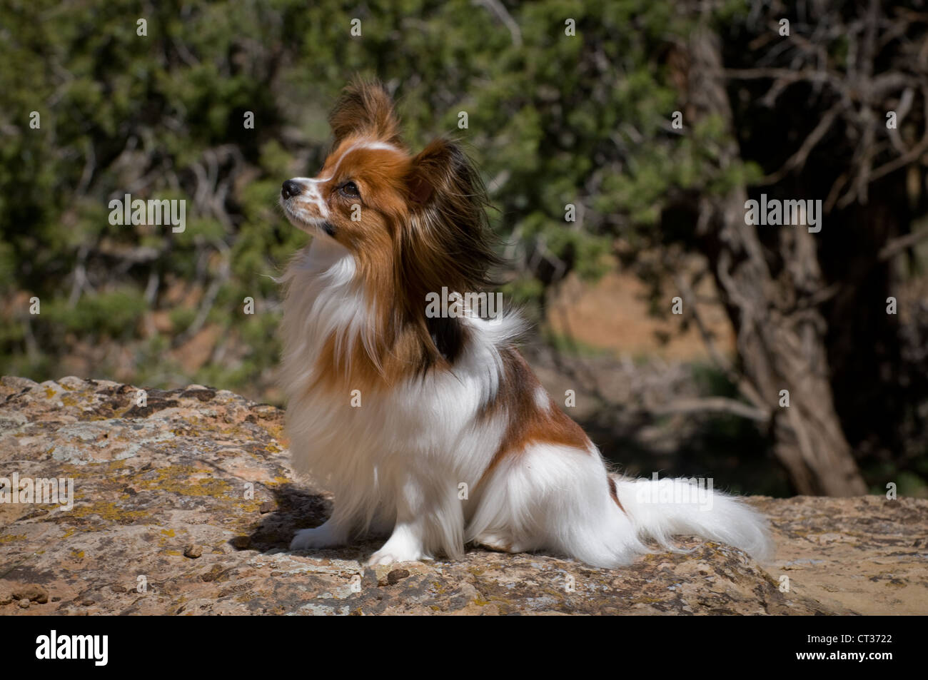 Papillon hi-res stock photography and images - Alamy