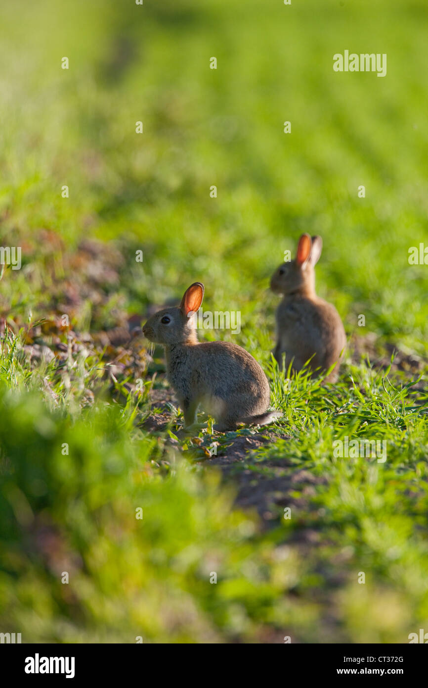 Rabbits (Oryctolagus cuniculus). On the edge of a barley cereal arable ...