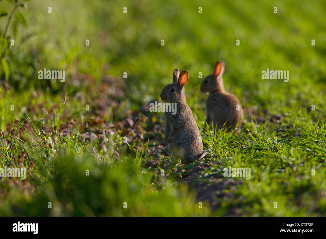Rabbits (Oryctolagus cuniculus). On the edge of a barley arable field ...