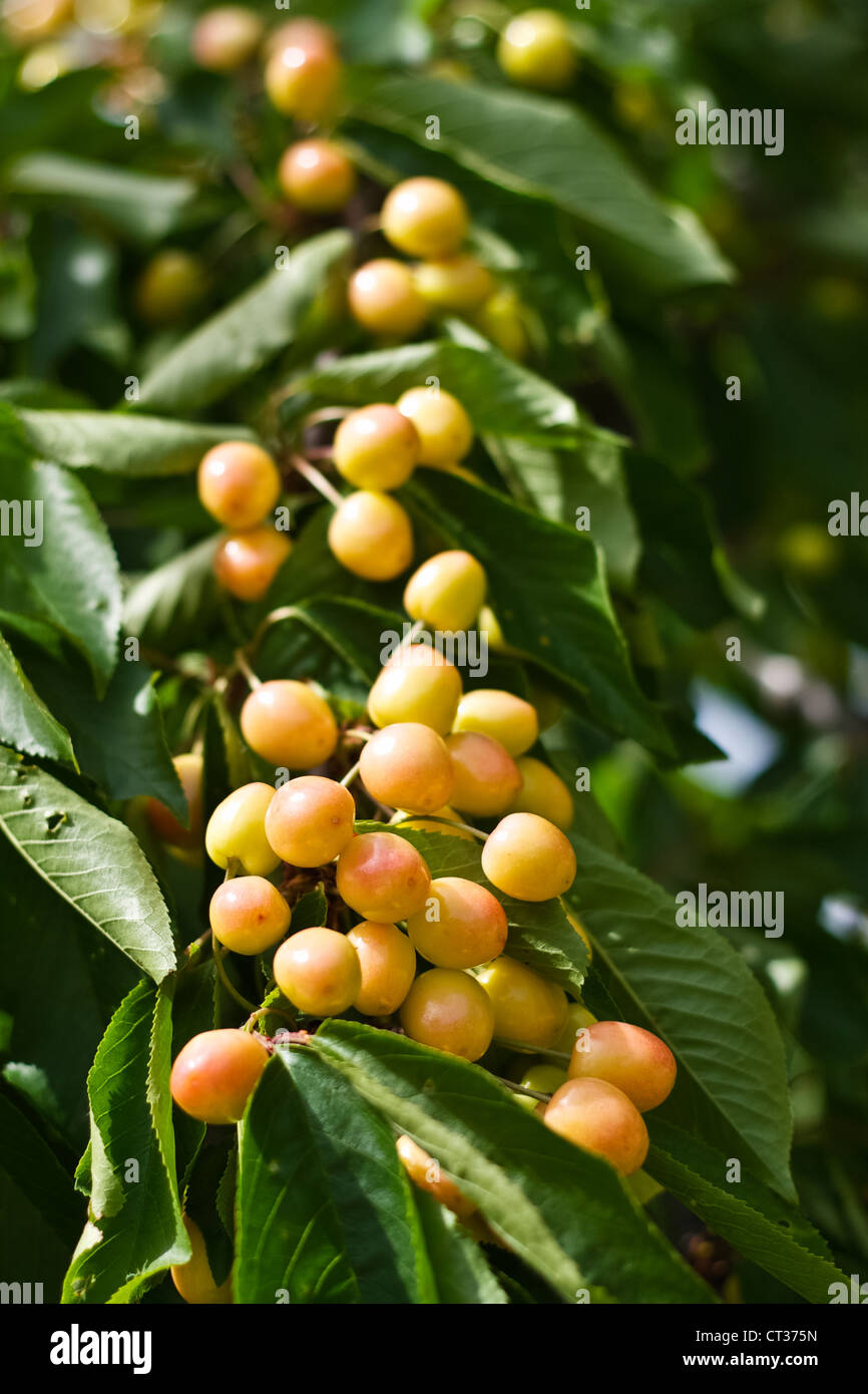 Yellow cherry tree fruit hi-res stock photography and images - Alamy
