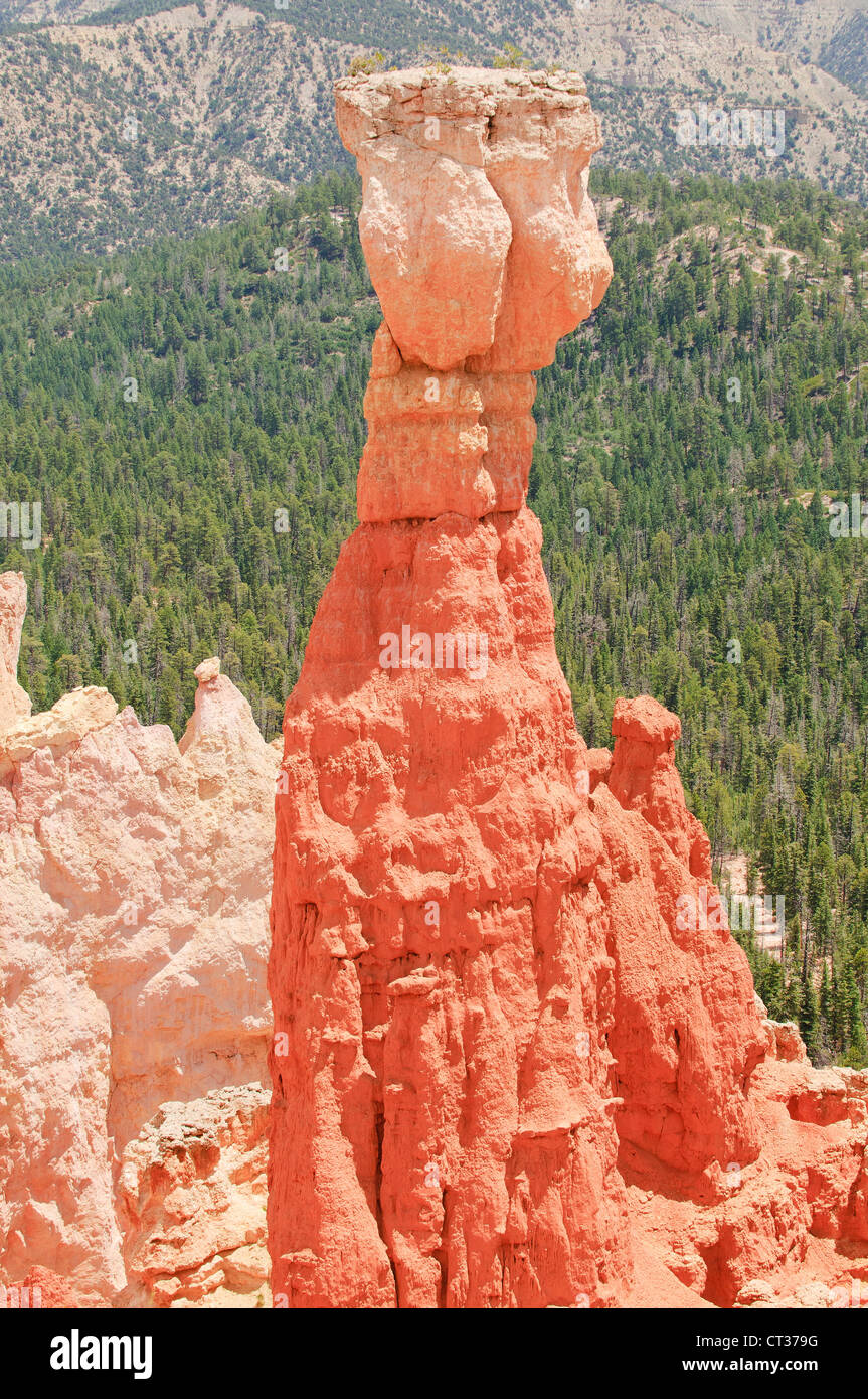Natural column in Bryce Canyon National park, Utah, USA Stock Photo - Alamy