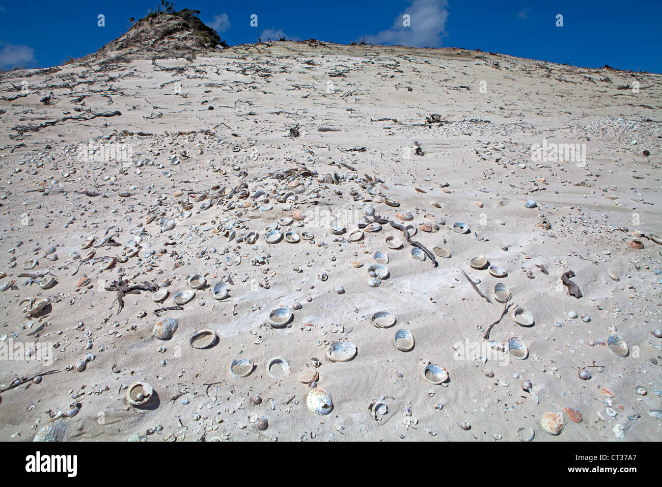 Shell midden hi-res stock photography and images - Alamy