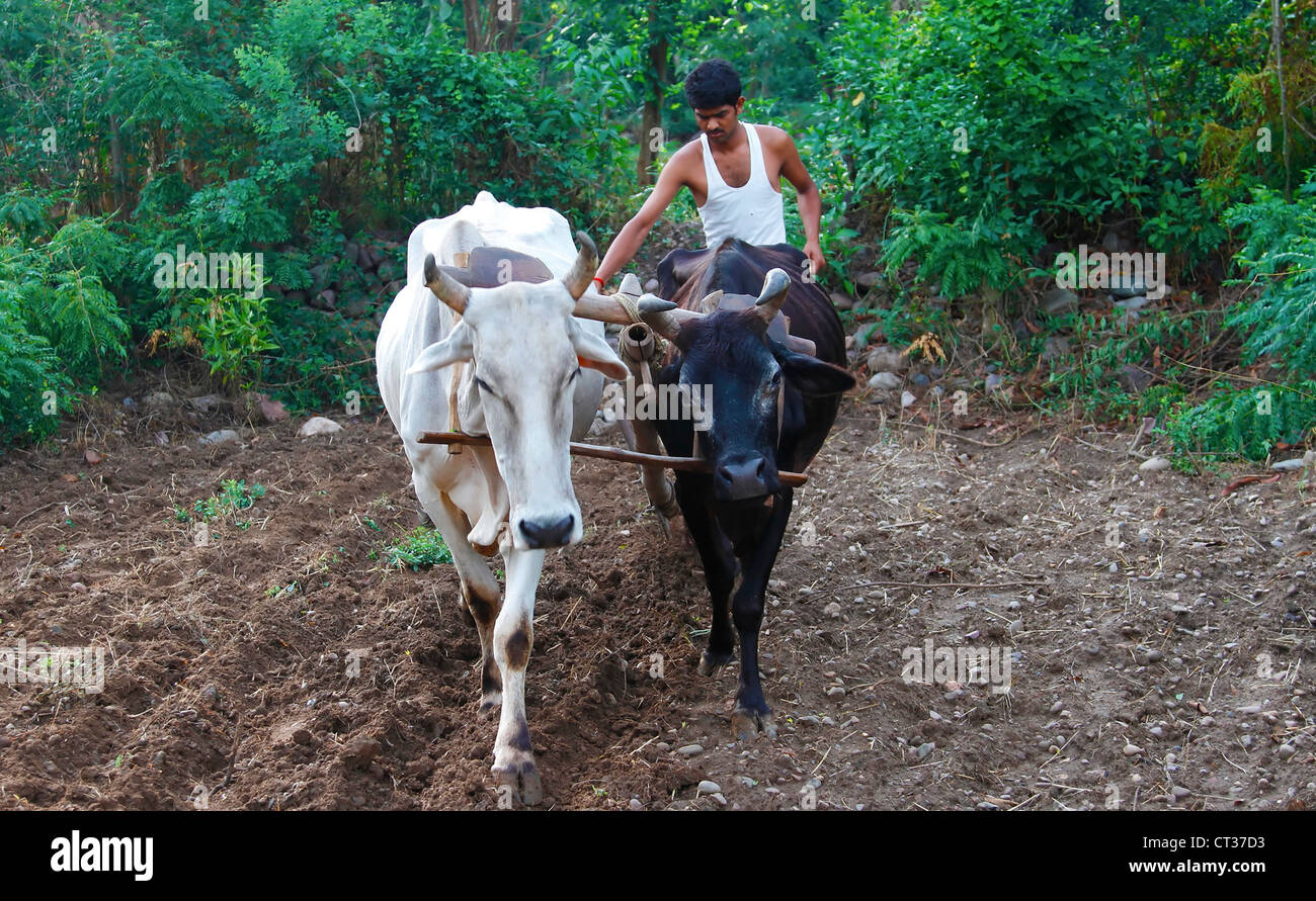 Bull Pulling Plow Stock Photos & Bull Pulling Plow Stock Images - Alamy