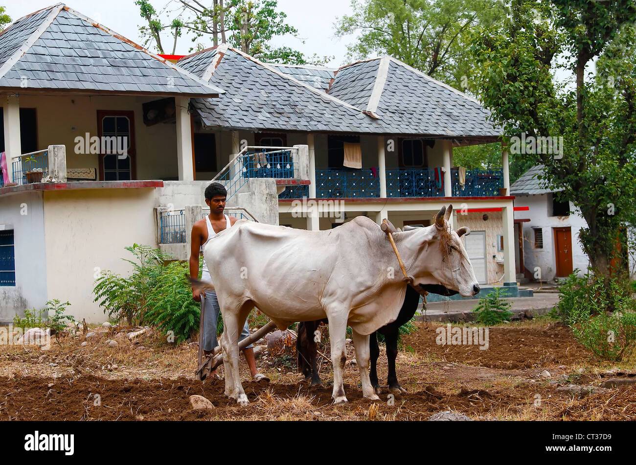 Animal powered vehicle hi-res stock photography and images - Alamy