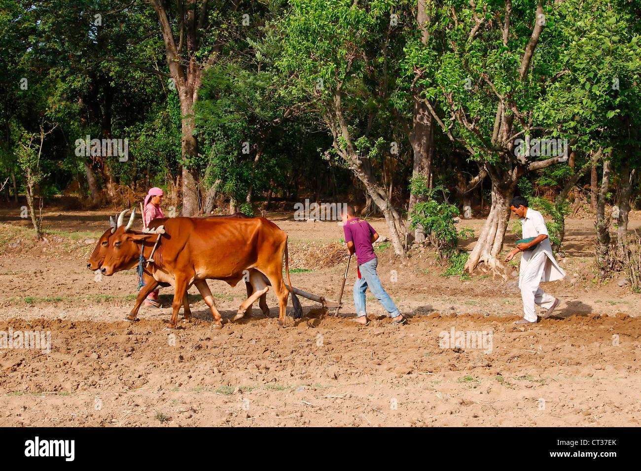 Bull Pulling Plow Stock Photos & Bull Pulling Plow Stock Images - Alamy