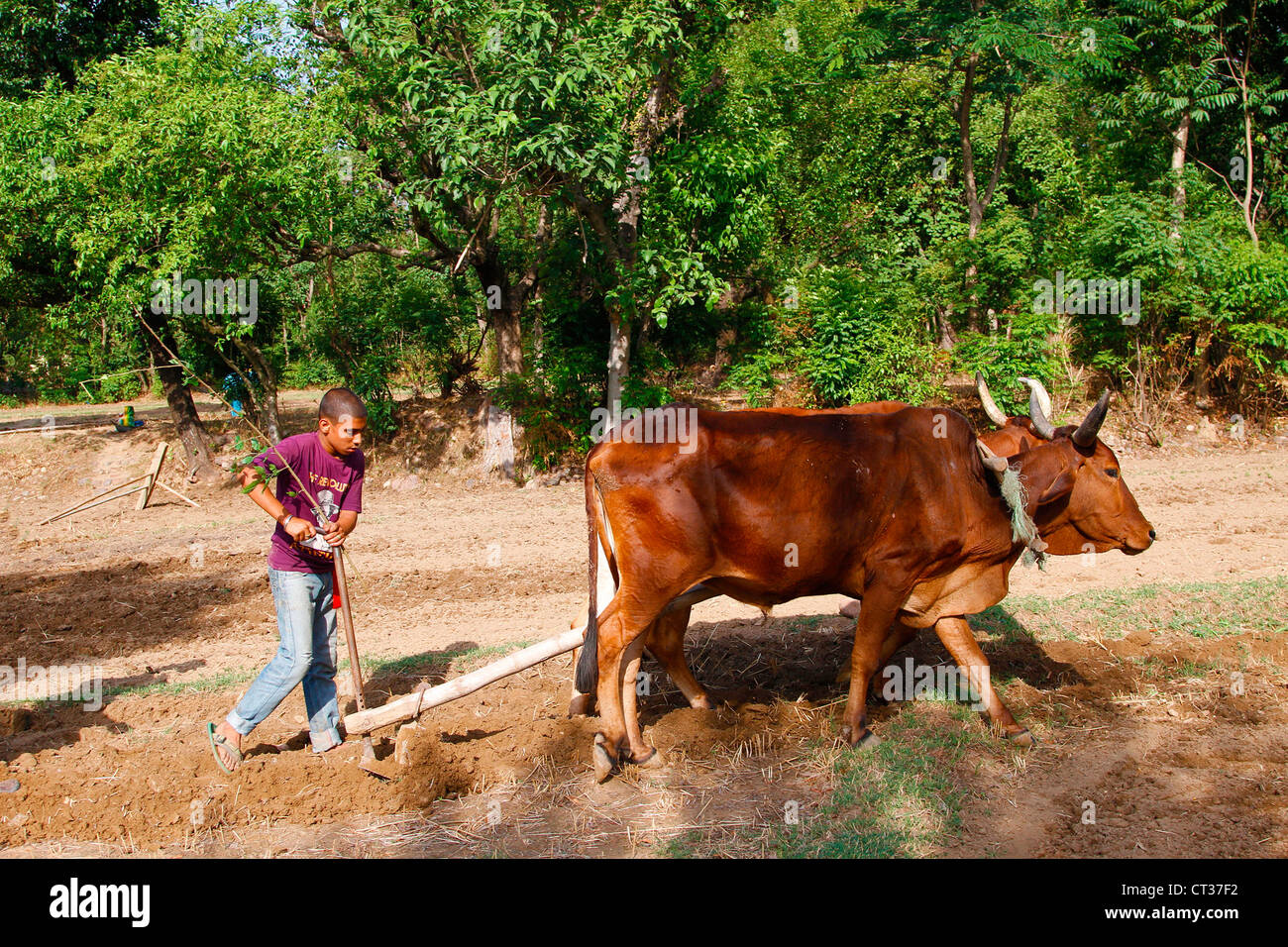 Bull Pulling Plow Stock Photos & Bull Pulling Plow Stock Images - Alamy