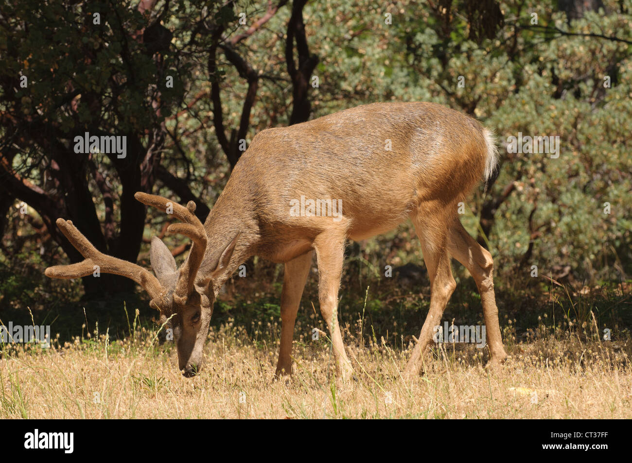 Californian Black-tailed buck feeding Stock Photo - Alamy