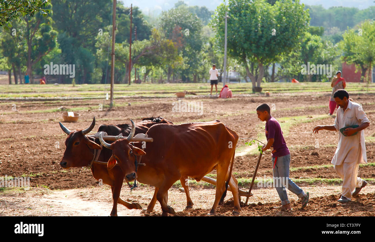 Bull Pulling Plow Stock Photos & Bull Pulling Plow Stock Images - Alamy