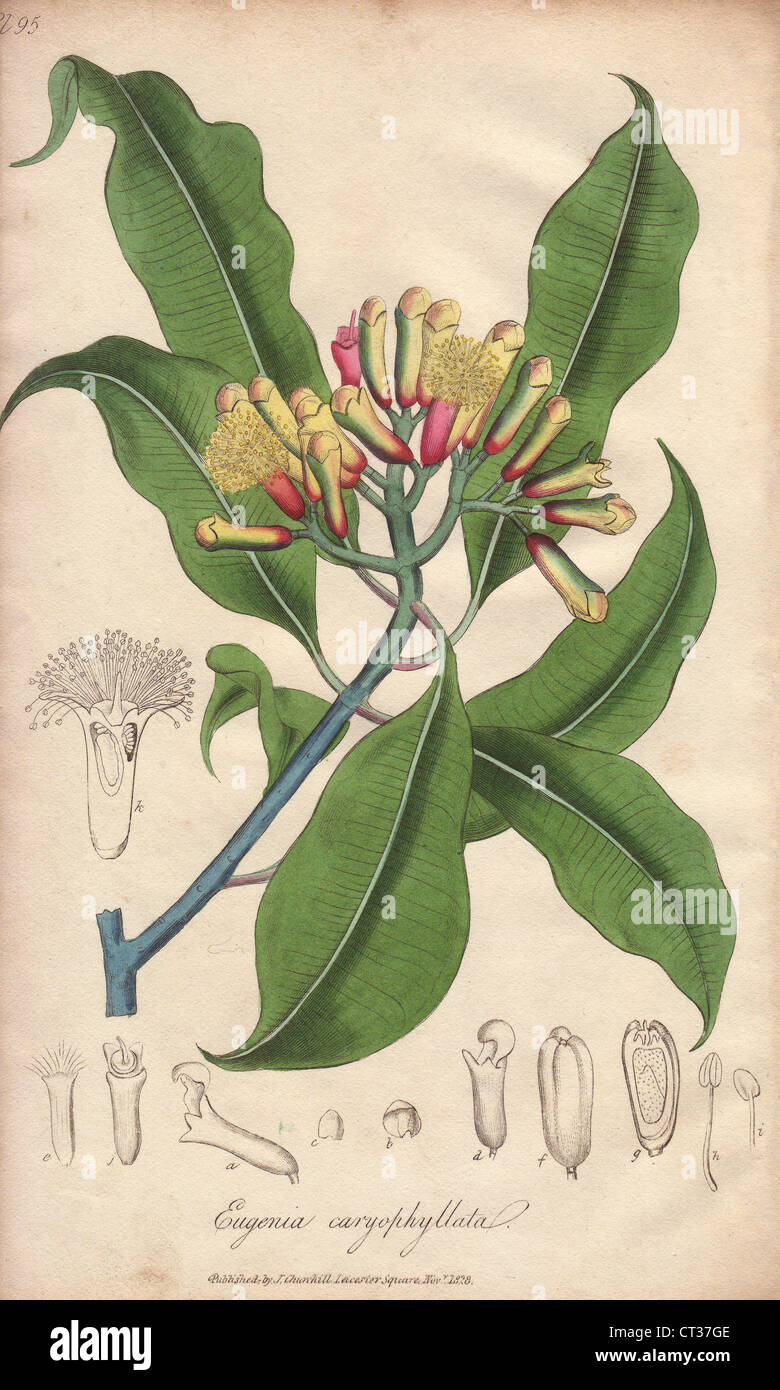 Clove, Syzygium aromaticum Stock Photo - Alamy